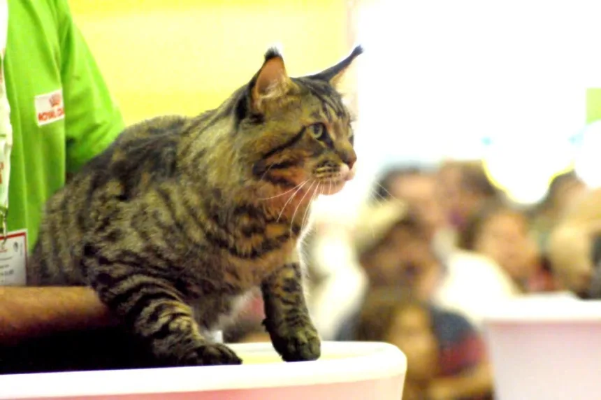 Weekend „SofistiCAT”, la București, cu pisici ca din povești | ArgeșPlus